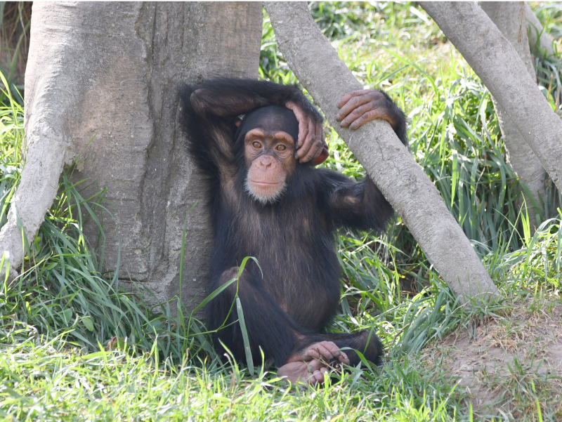SAFE Programs - Detroit Zoological Society