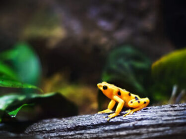 Habitat - Detroit Zoological Society