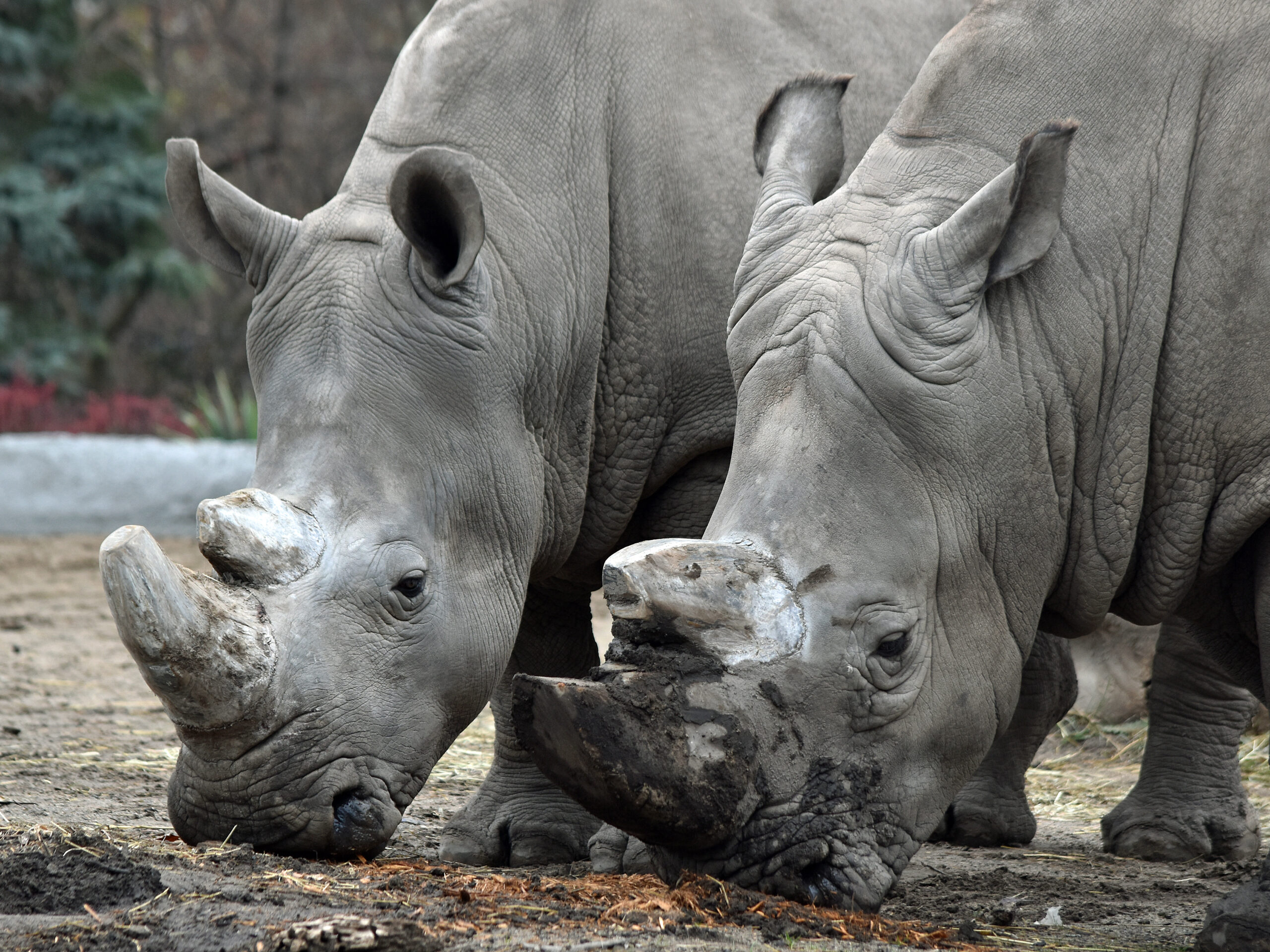 Ignite Positive Change: Make a Year-End Gift in Support of Wildlife ...