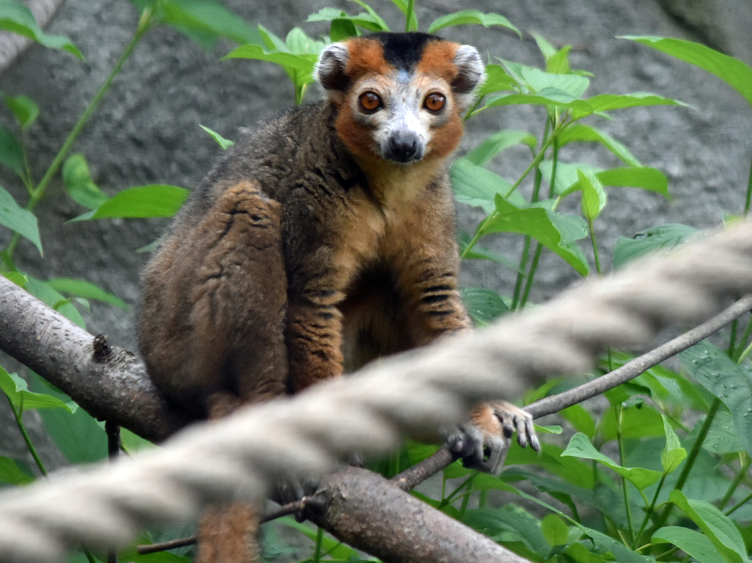 Meet Lenny: New Species Adds Extra Dynamic to Zoo Lemur Group - Detroit ...