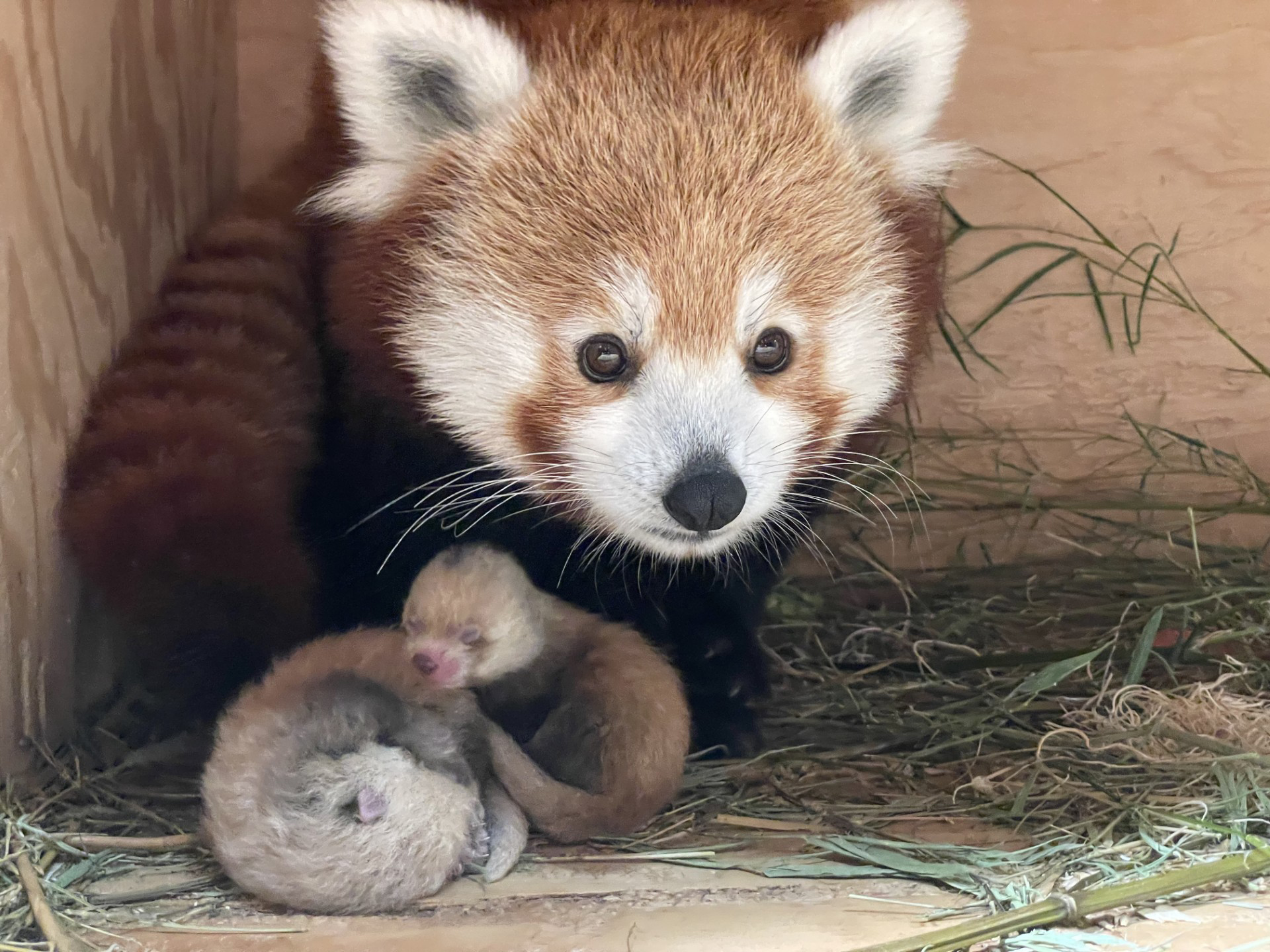 Twin Win: Zoo Celebrates Birth of Red Panda Cubs and the Valuable ...