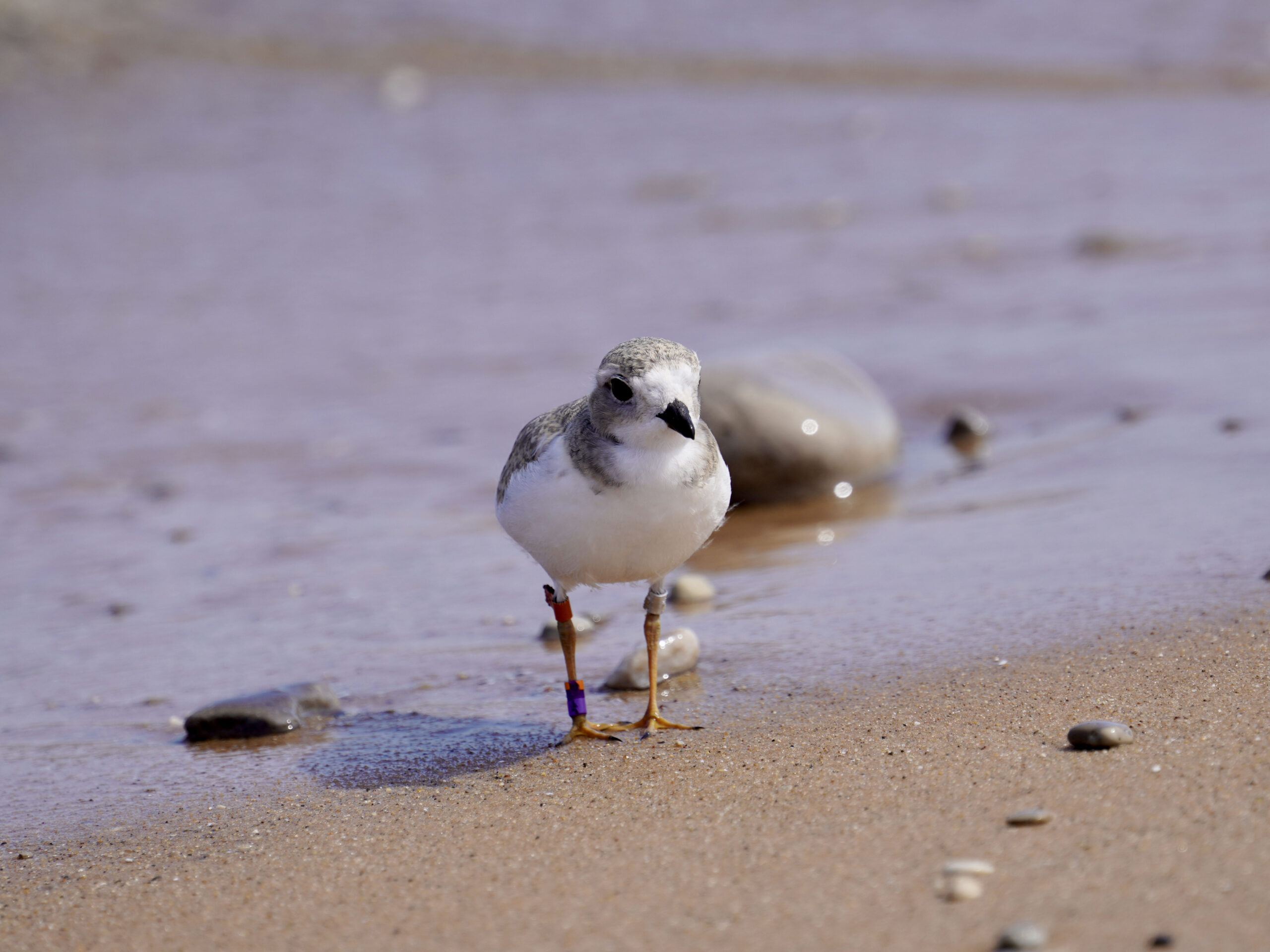 Pip, Pip, Hooray! DZS Helping to Save Birds Along the Great Lakes ...