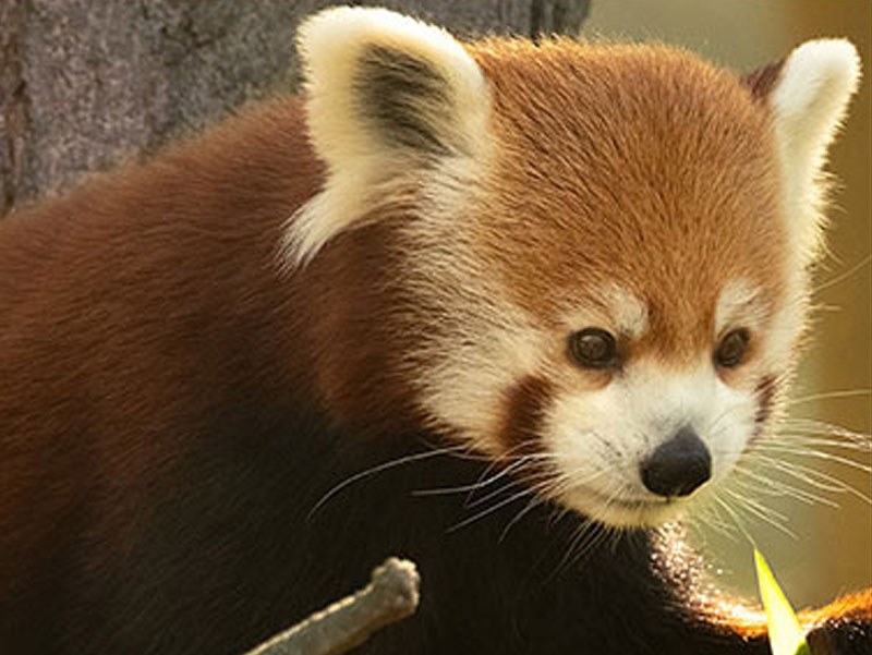 SAFE Programs - Detroit Zoological Society