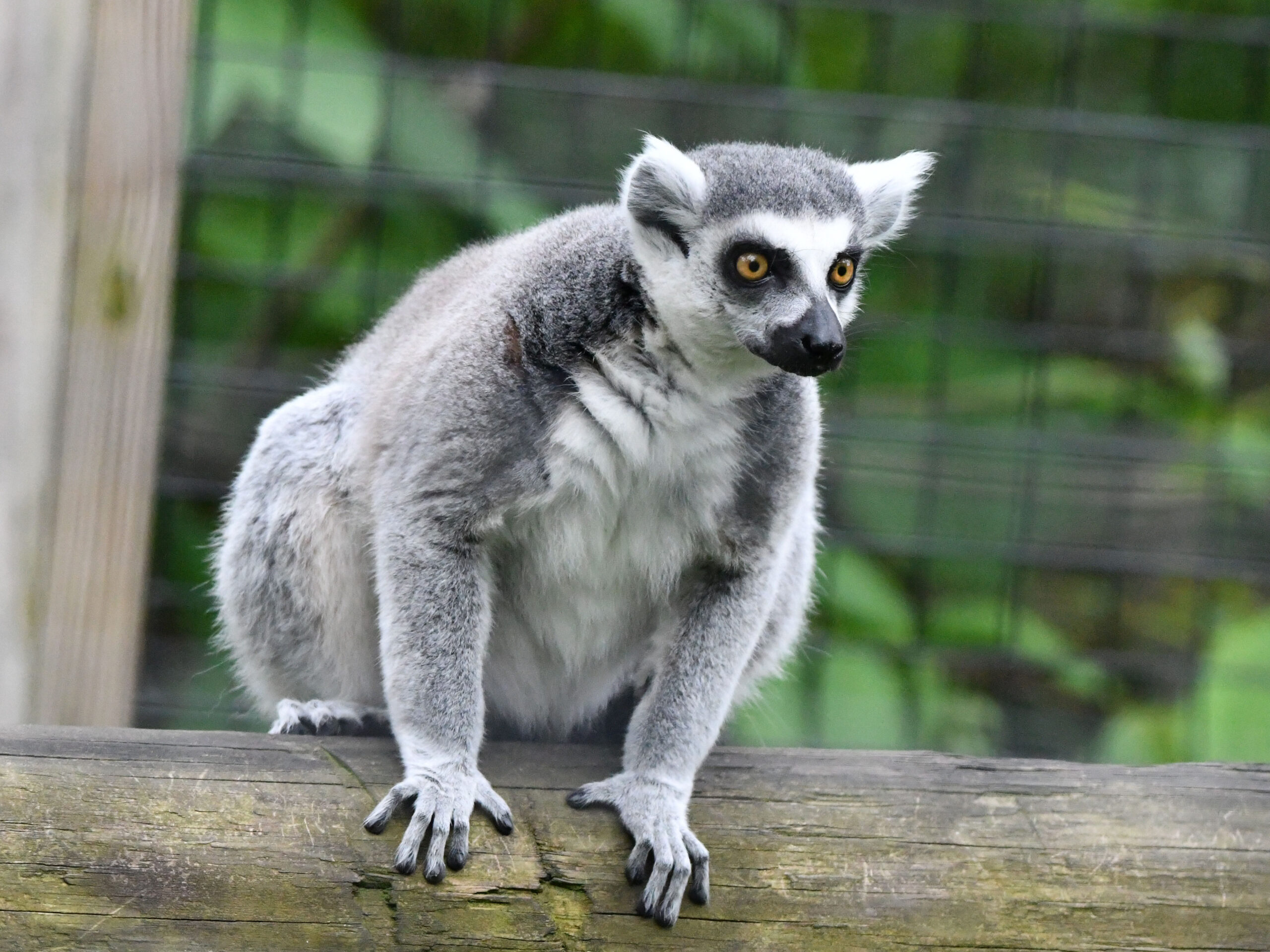 News - Detroit Zoological Society