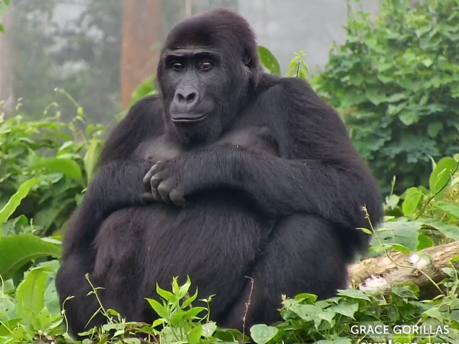 Habitat - Detroit Zoological Society