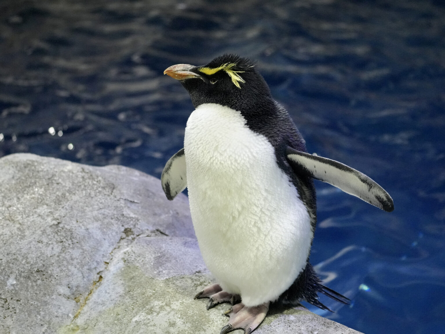 Celebrating a Special Penguin Birthday at the Detroit Zoo! - Detroit ...